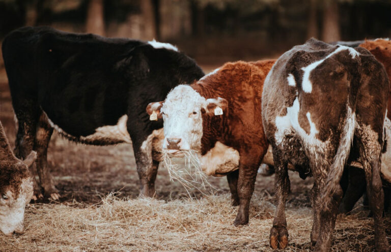 Sustainability – Wastelink | Transforming food into feed