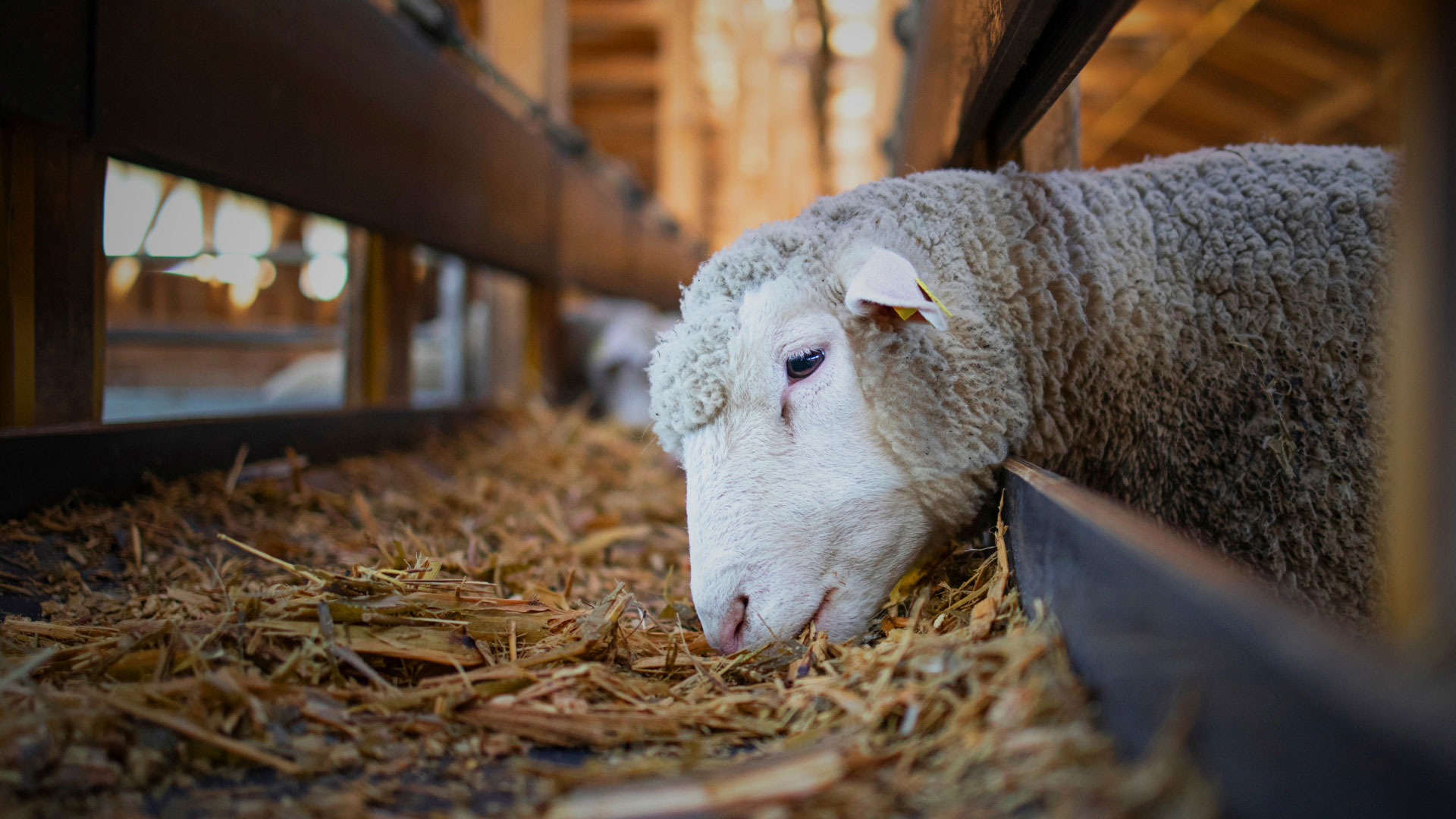 Feed Manufacture – Wastelink | Transforming food into feed